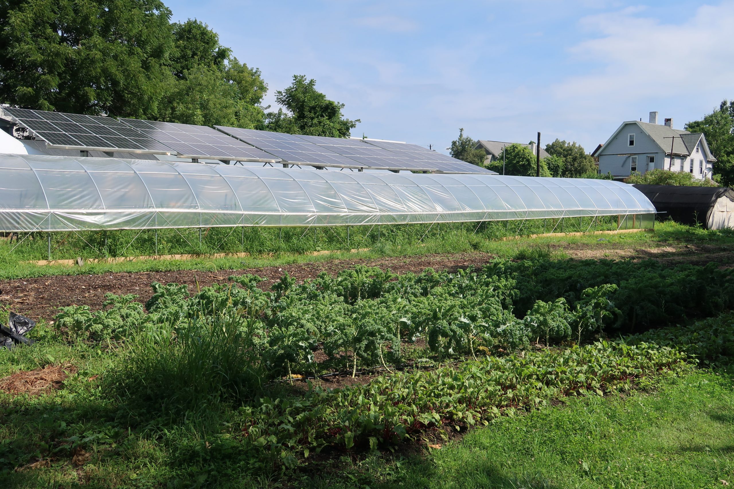 URBAN FARM EXPANSION – VINES