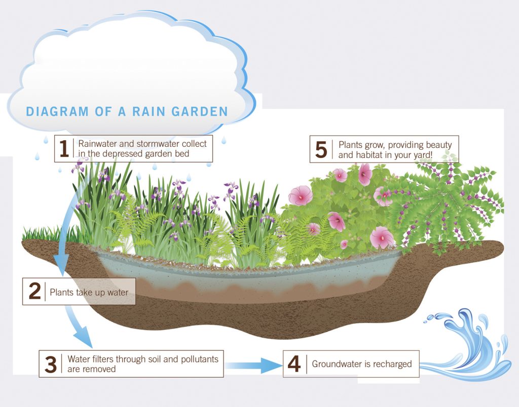 Rain Gardens – VINES