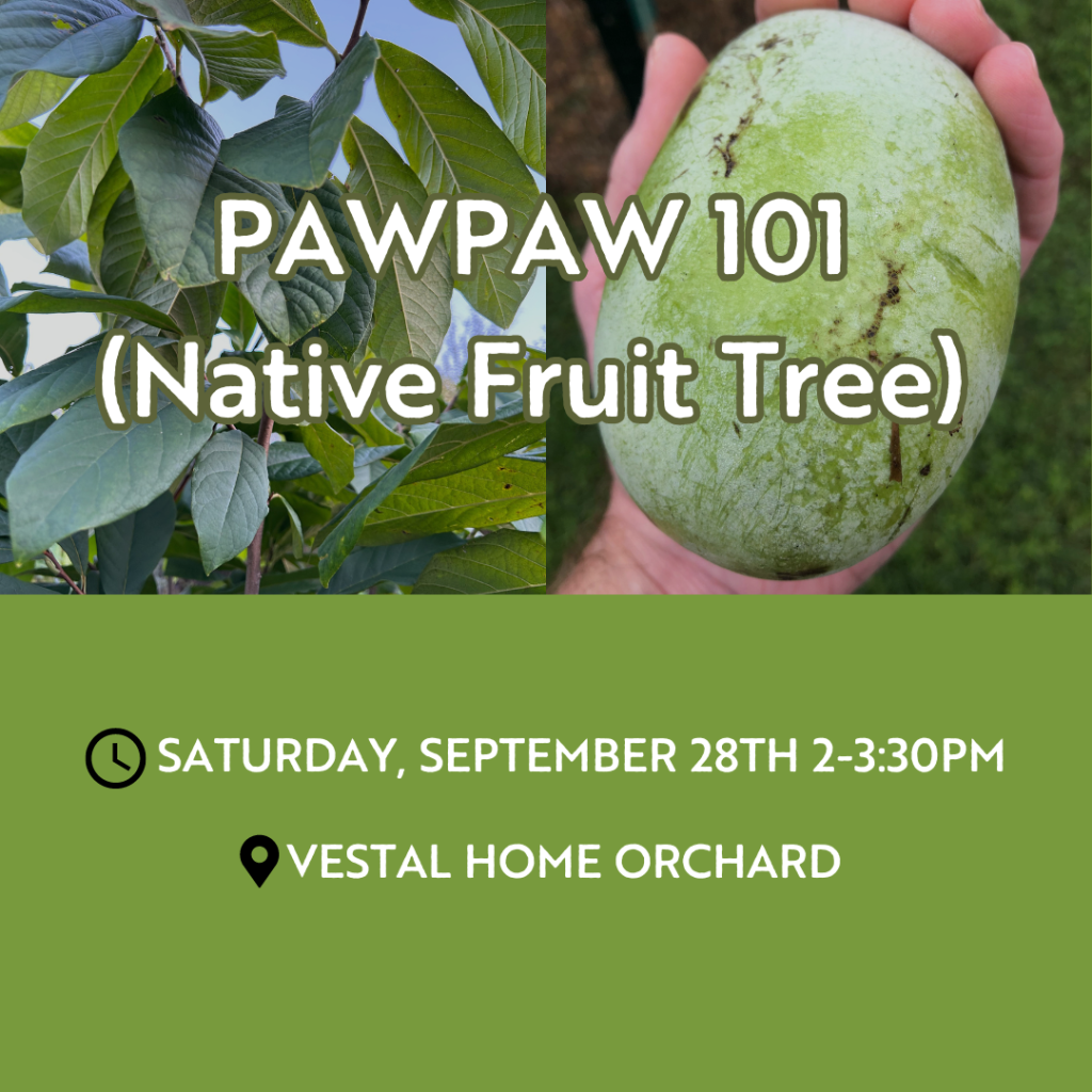 Pawpaw 101 (Native Fruit Tree) with Dan Davis – VINES